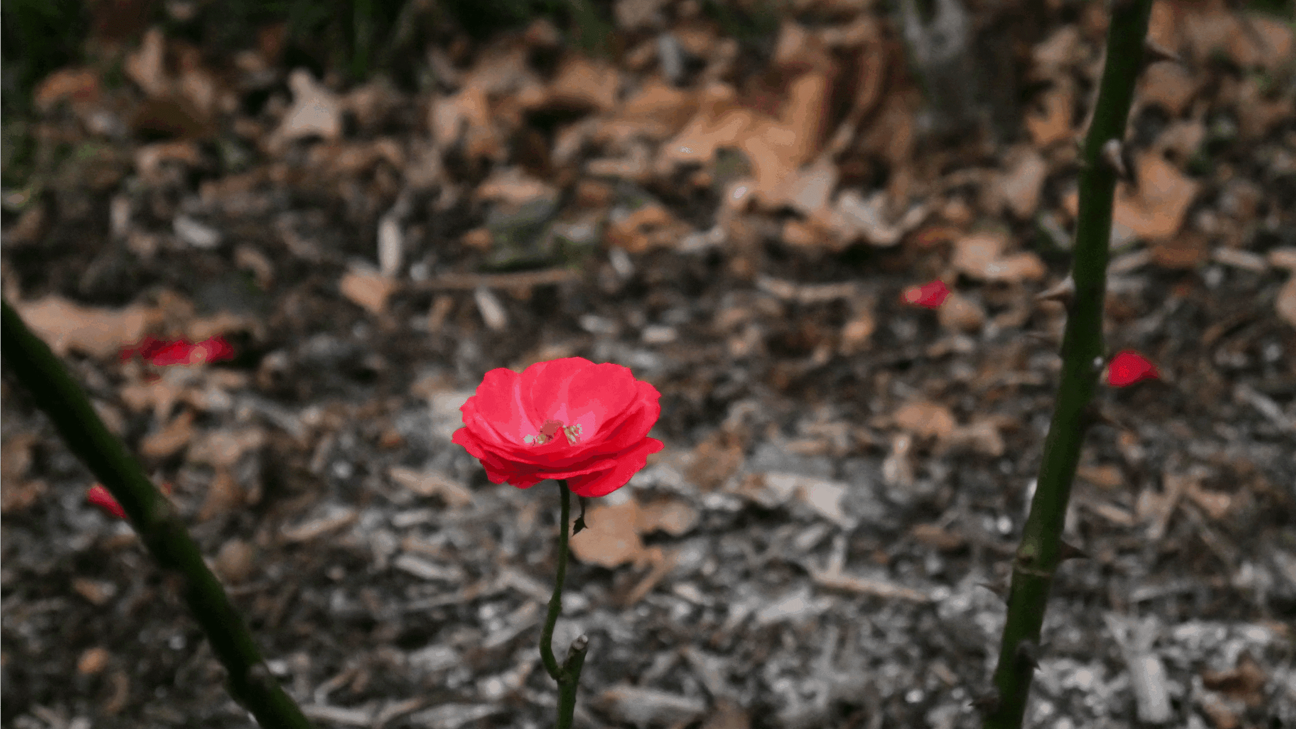 Caring Service - Purewa Cemetery